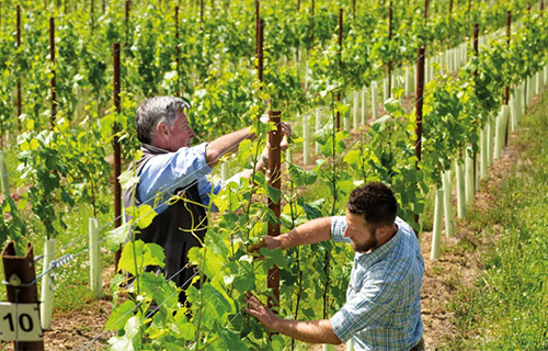 Grape Trellis Wire - Judin Group Inc.