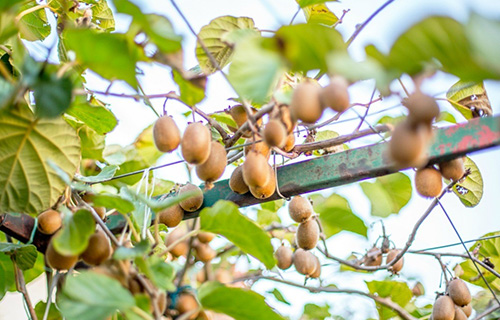 You are here: Home / Kiwi Trellis Wire